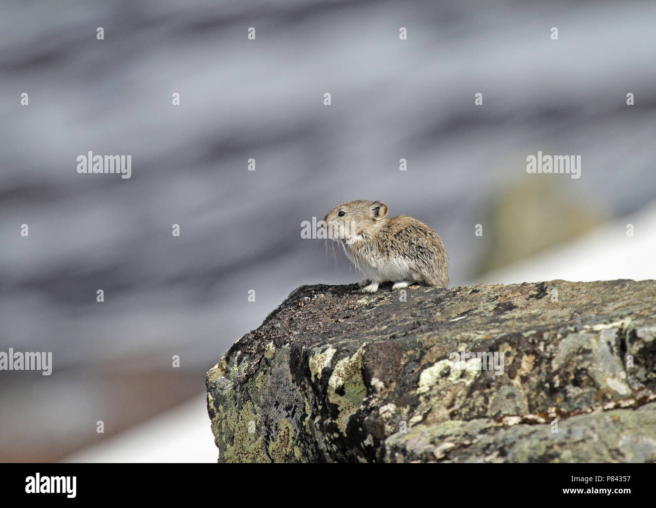 Collared pika hi-res stock photography and images - Alamy