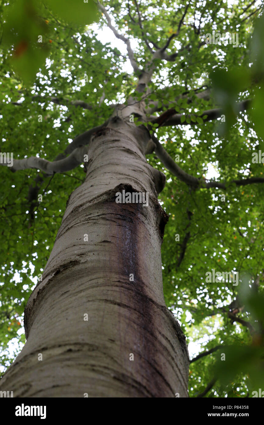Bats nest hi-res stock photography and images - Alamy