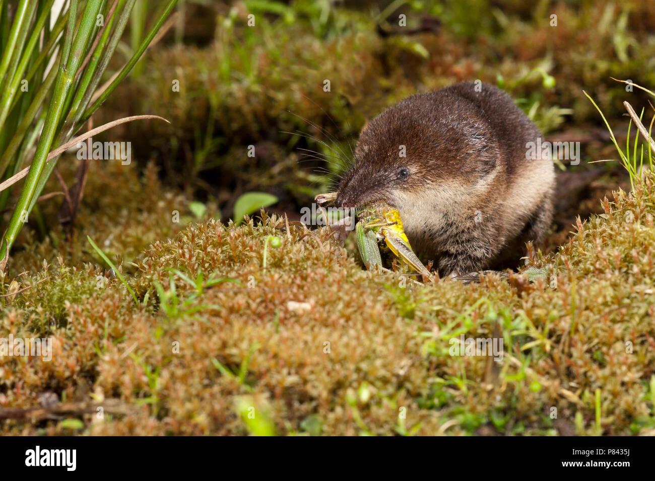 Shrew eating hi-res stock photography and images - Alamy