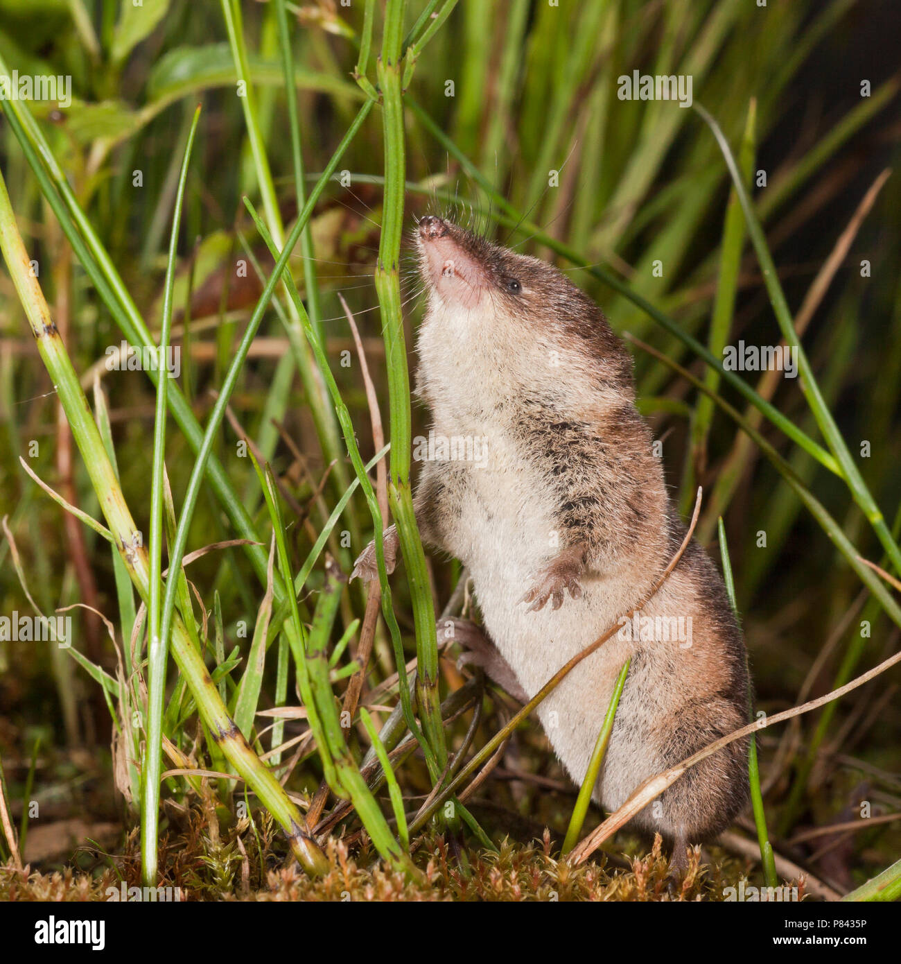 Bosspitsmuis, Common Shrew Stock Photo - Alamy