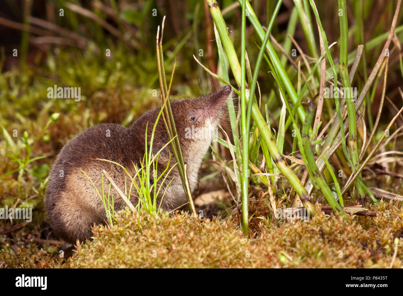 Common shrew hi-res stock photography and images - Alamy