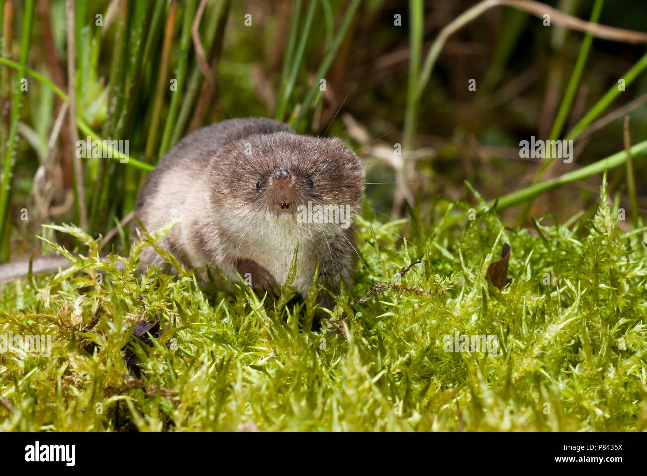 Bosspitsmuis, Common Shrew Stock Photo - Alamy