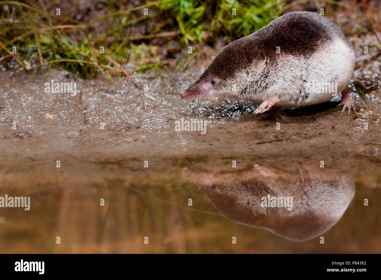 Water Shrew High Resolution Stock Photography and Images - Alamy