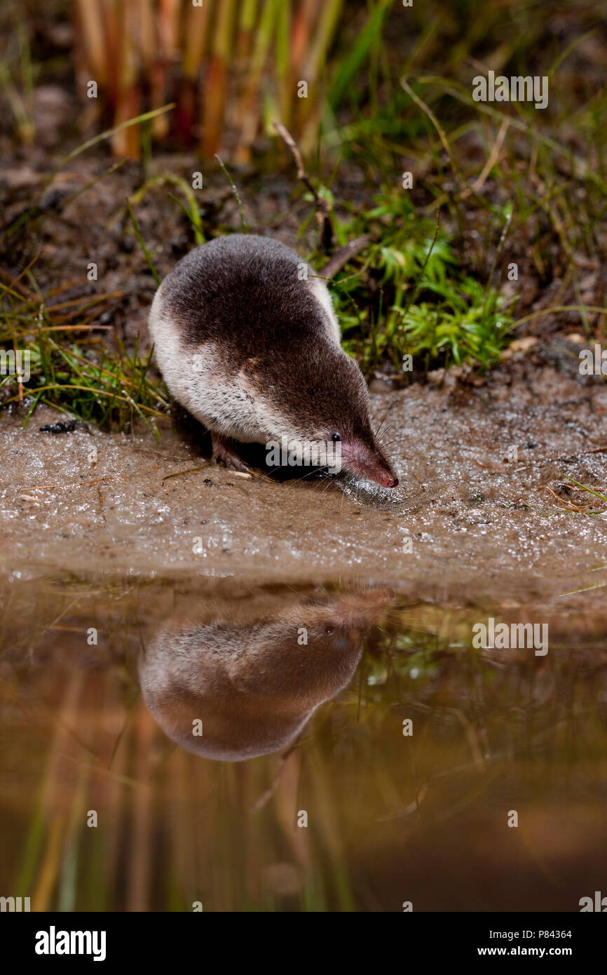 Water Shrew Stock Photos & Water Shrew Stock Images - Alamy