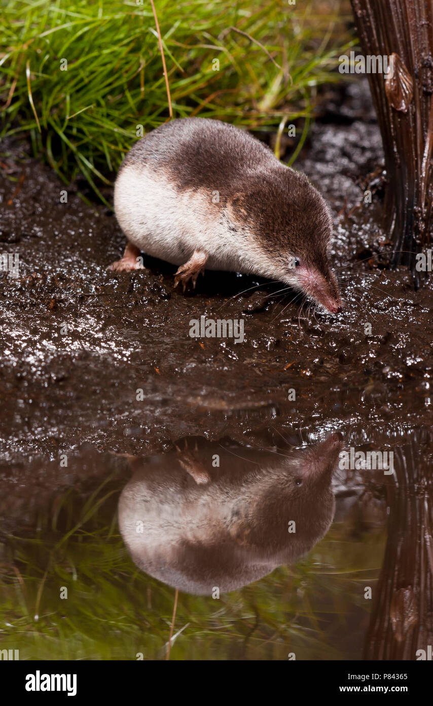 Water shrew sorex hi-res stock photography and images - Alamy