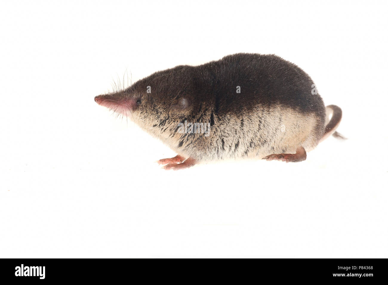 Mammal common shrew sorex araneus Cut Out Stock Images & Pictures - Alamy