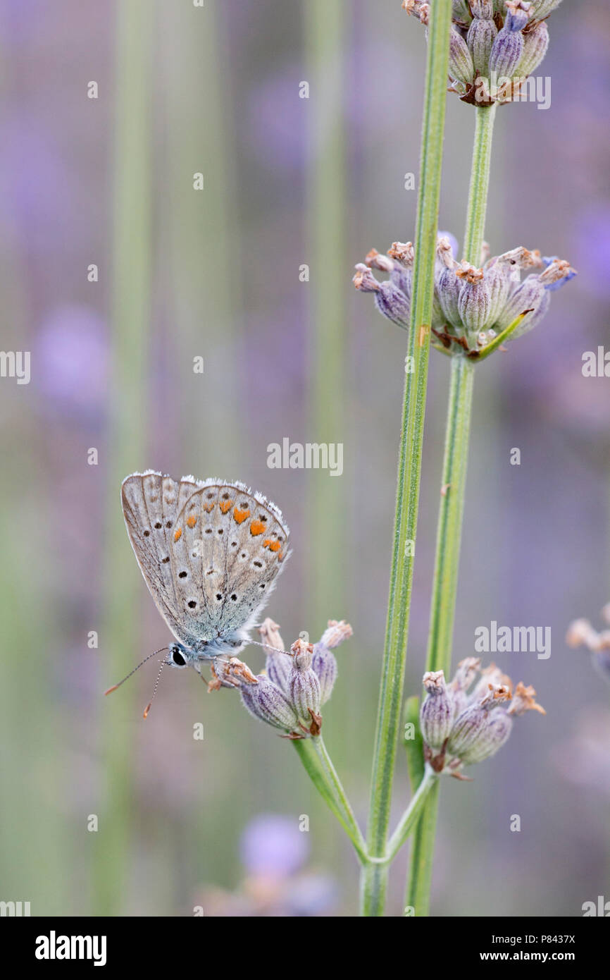 Butterfly common blue hi-res stock photography and images - Alamy