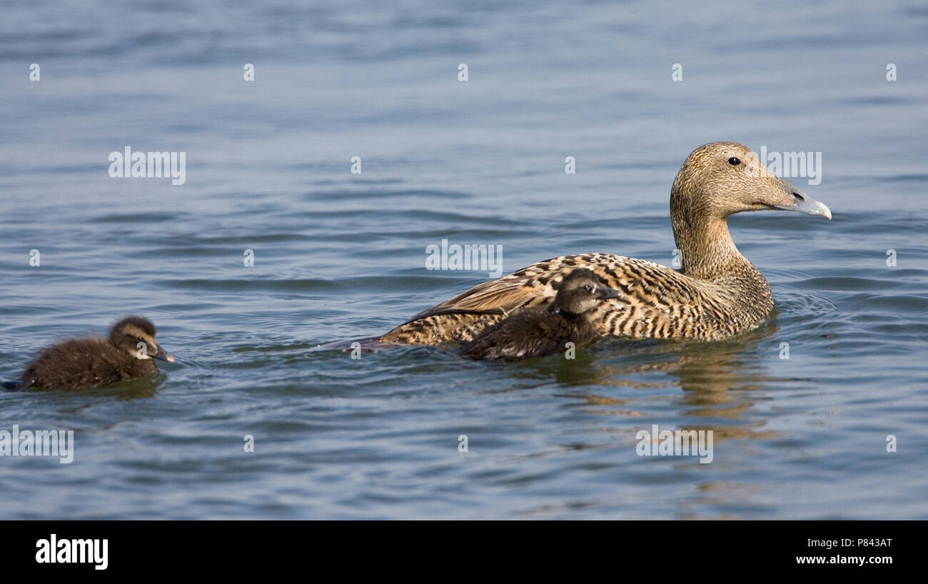 female Common Eider with young, vrouw Eider met pulli Stock Photo - Alamy