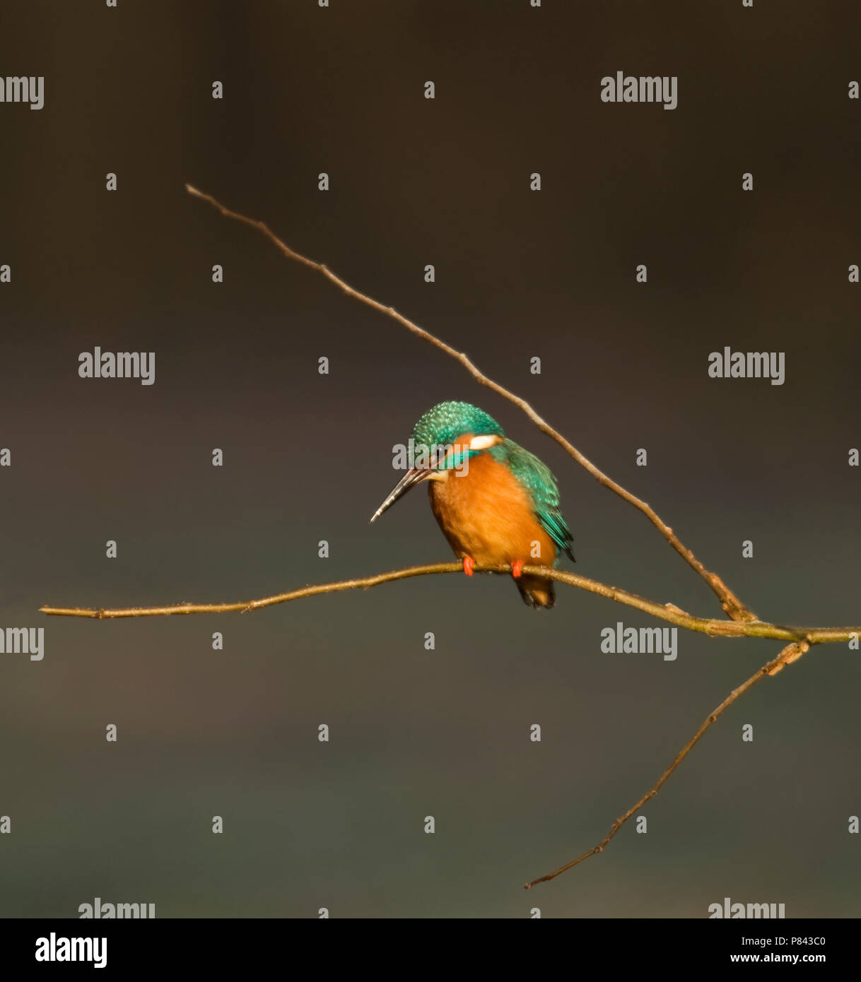 Ijsvogel;Common Kingfisher;Alcedo atthis Stock Photo - Alamy