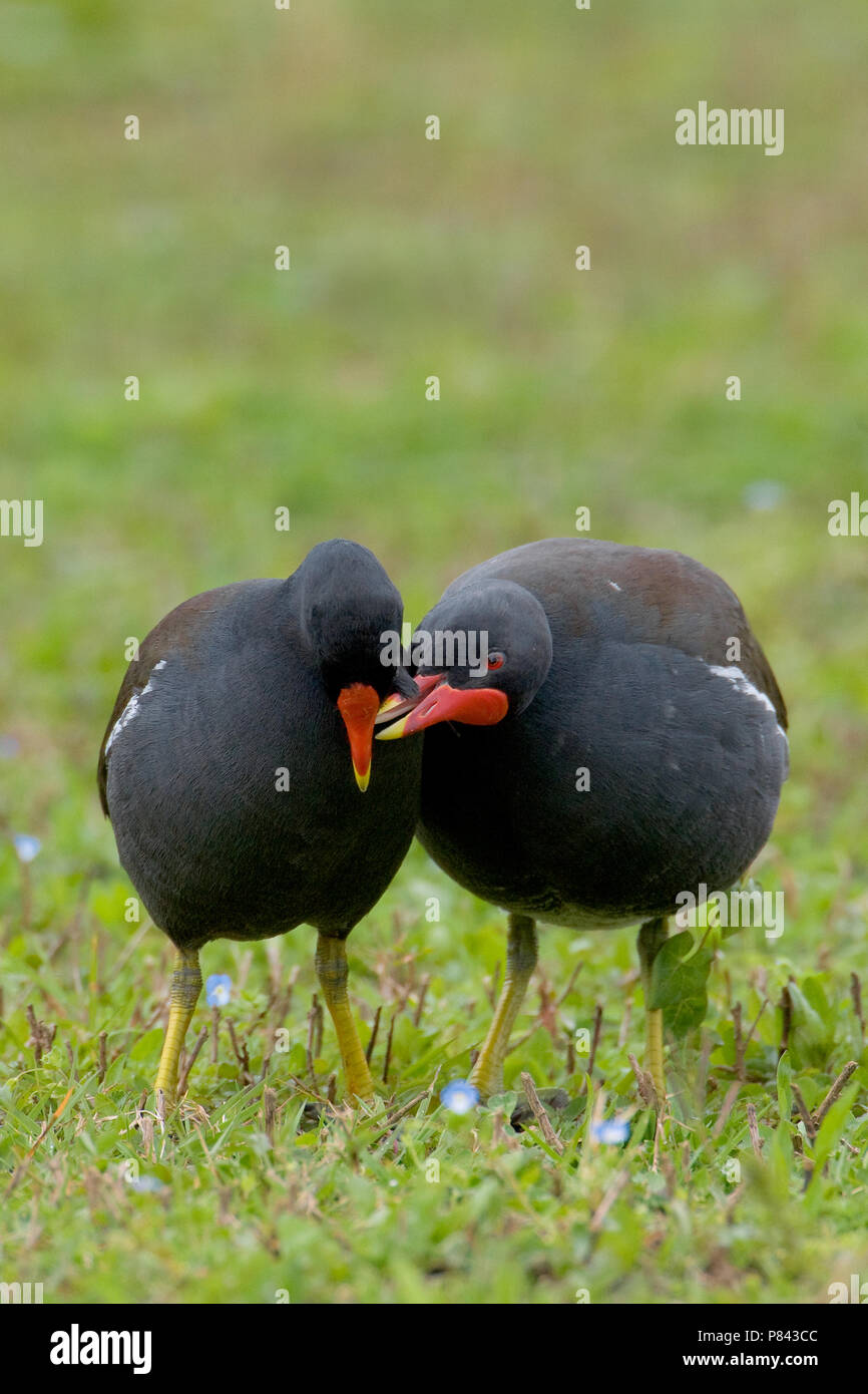Gallinella d'acqua; Moorhen; Gallinula chloropus Stock Photo - Alamy