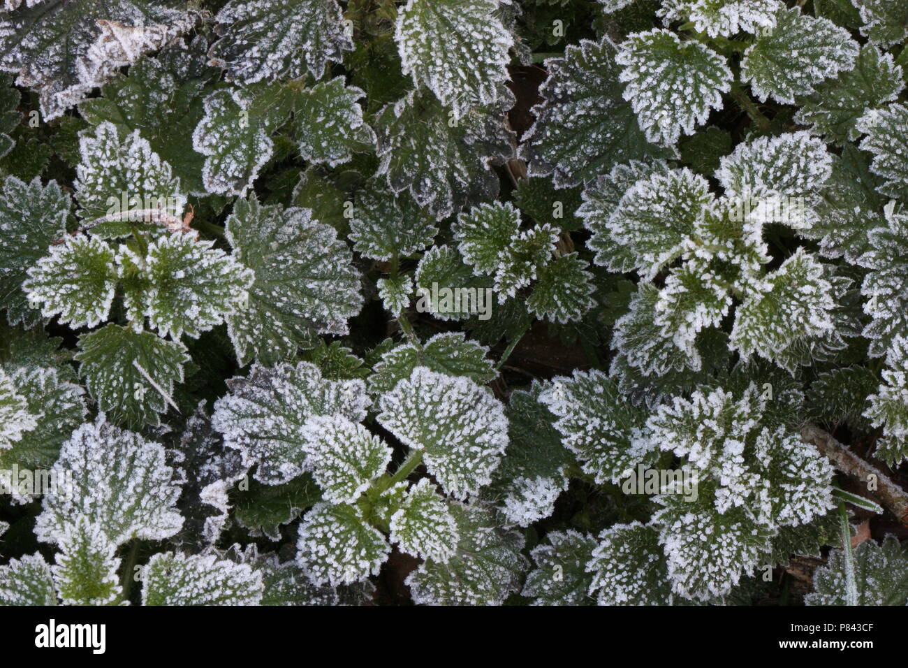 Urtica dioica frosted leaves hi-res stock photography and images - Alamy