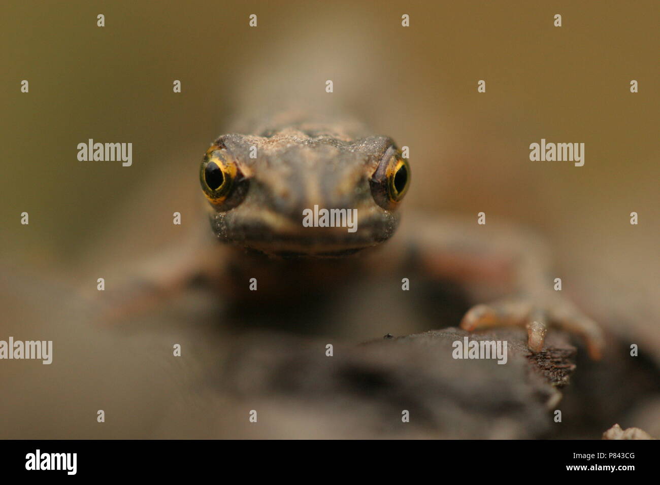Common newt lissotriton vulgaris hi-res stock photography and images ...