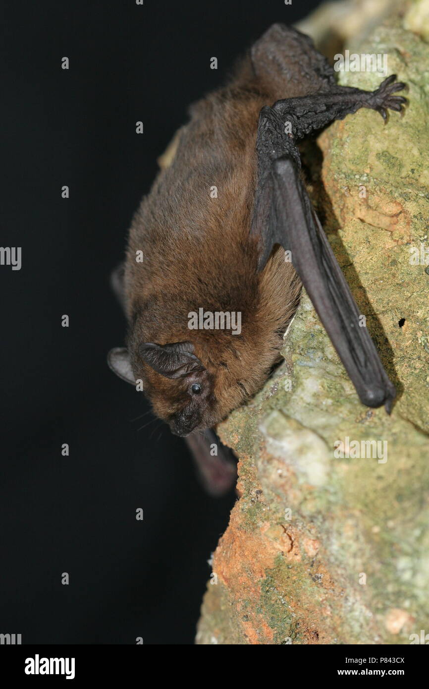 Gewone dwergvleermuis hi-res stock photography and images - Alamy