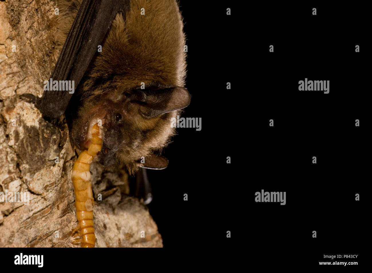Gewone dwergvleermuis hi-res stock photography and images - Alamy