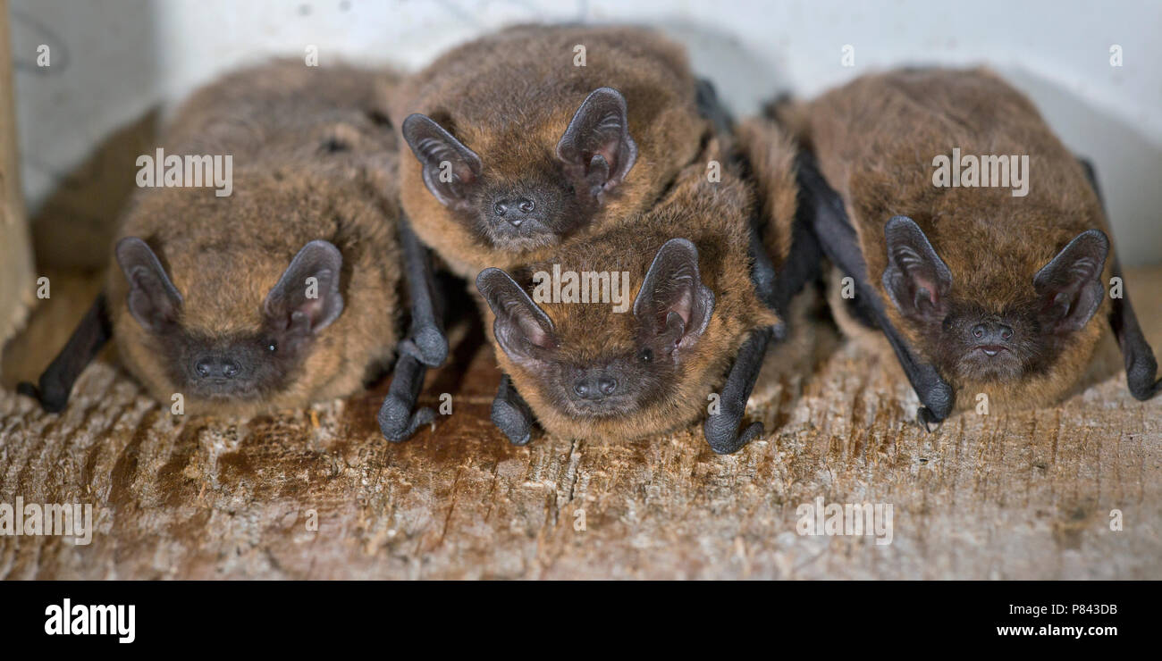 Gewone dwergvleermuis hi-res stock photography and images - Alamy