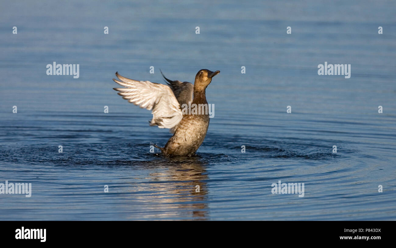 Badende hi-res stock photography and images - Alamy