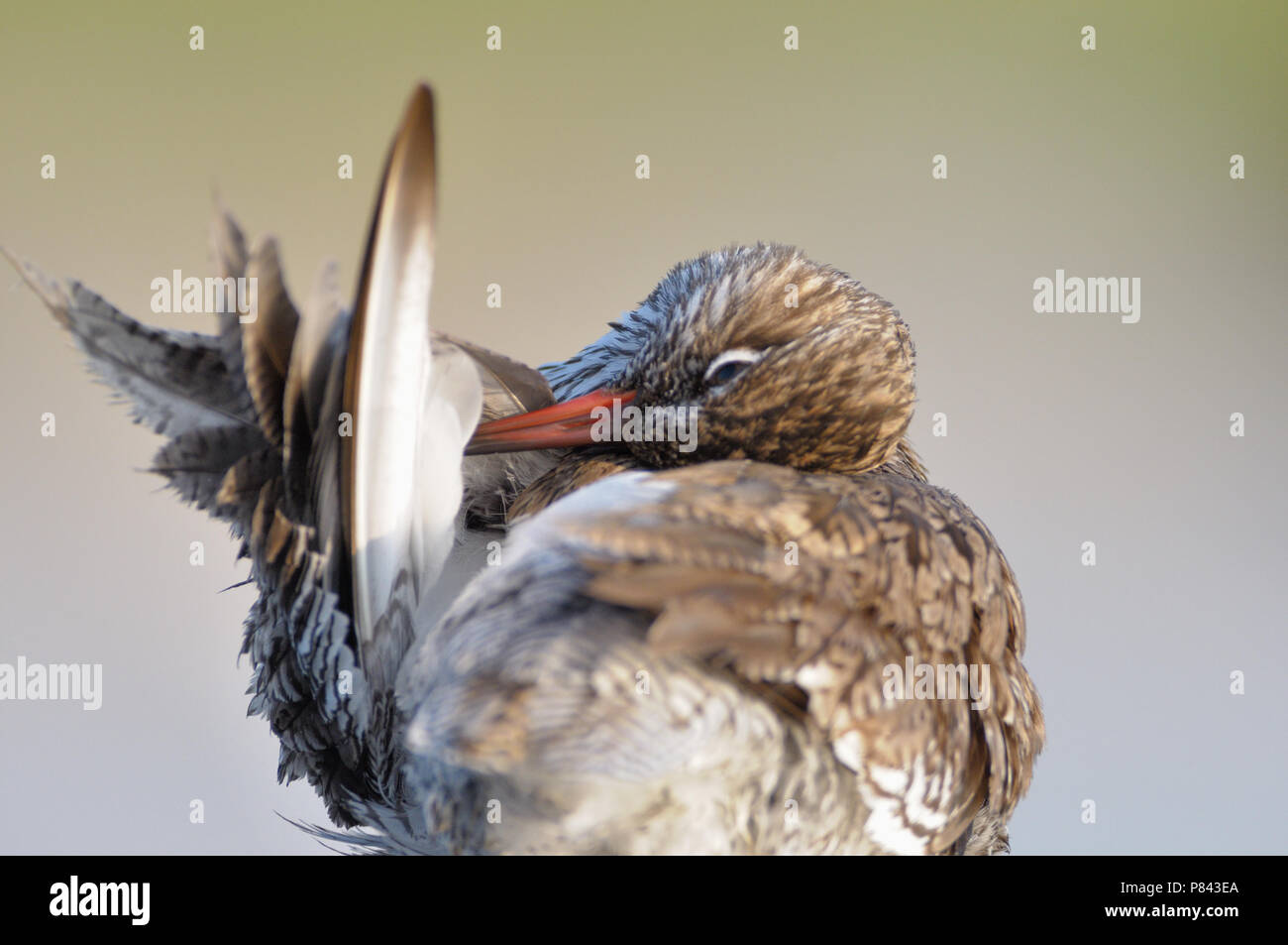 Redhank hi-res stock photography and images - Alamy