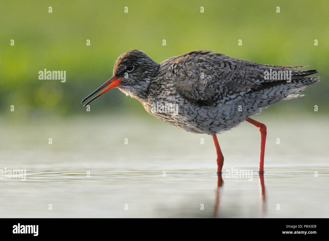 Common redhank hi-res stock photography and images - Alamy