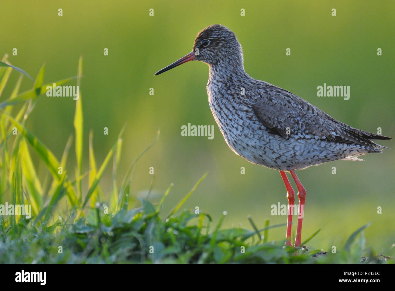 Redhank hi-res stock photography and images - Alamy