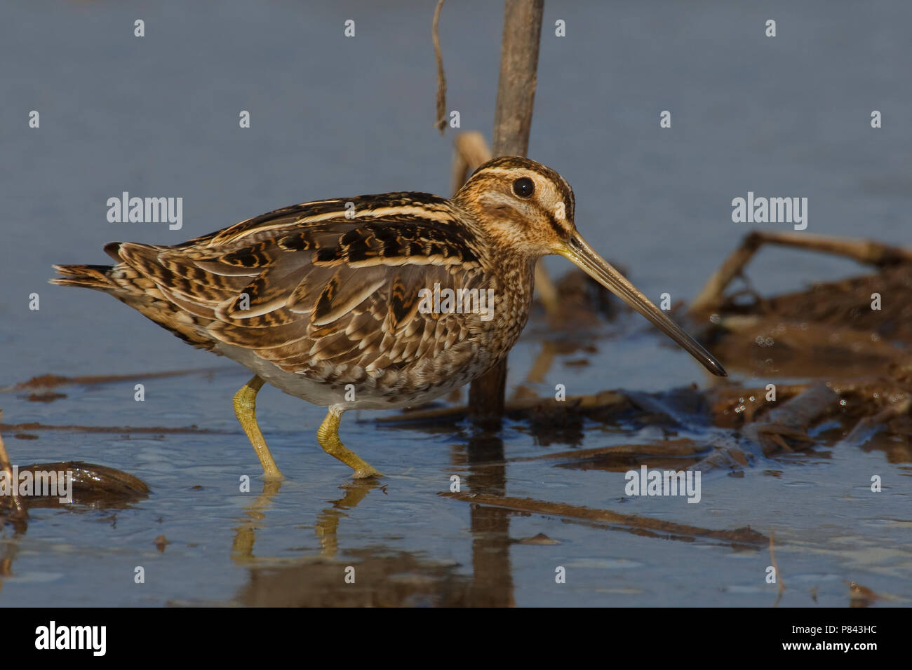 Beccaccino; Common Snipe; Gallinago gallinago Stock Photo - Alamy