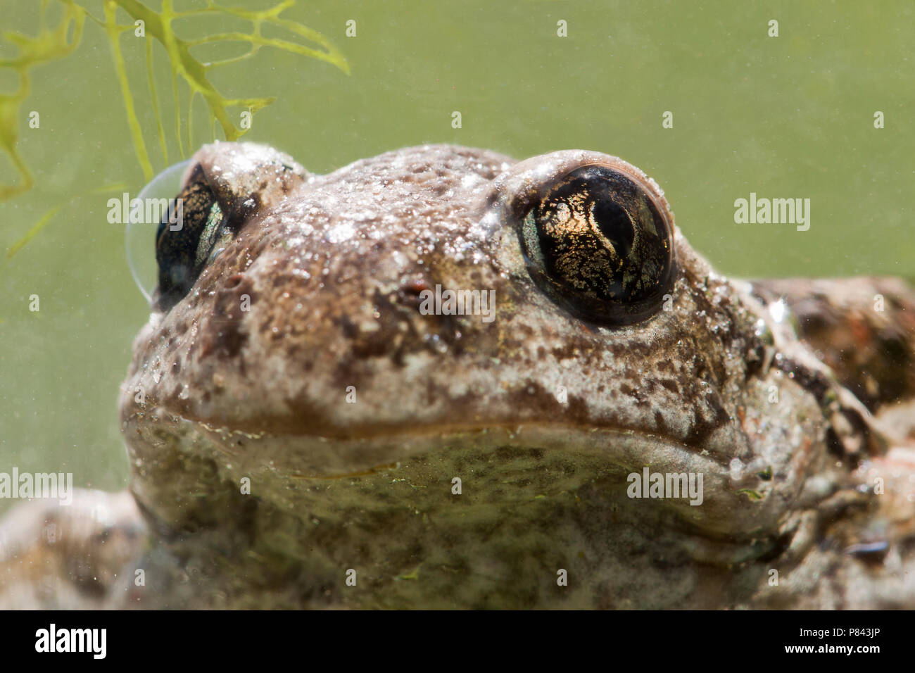 Spadefoot hi-res stock photography and images - Alamy