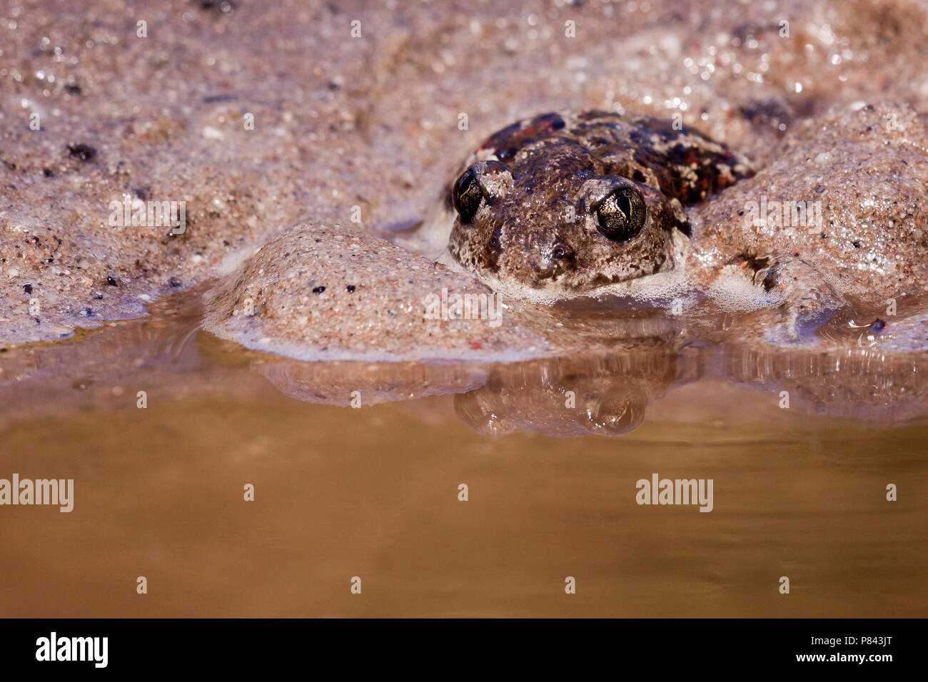 Spadefoot hi-res stock photography and images - Alamy
