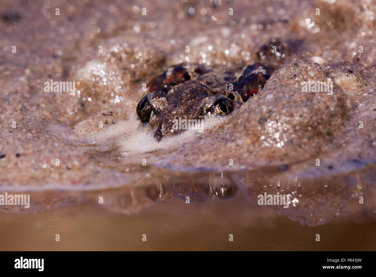 Spadefoot hi-res stock photography and images - Alamy