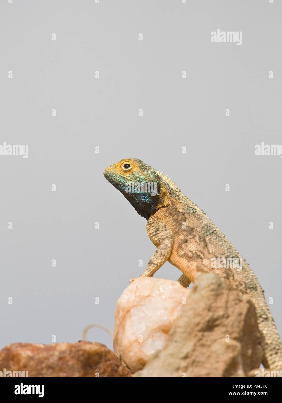 Spiny agama hi-res stock photography and images - Alamy