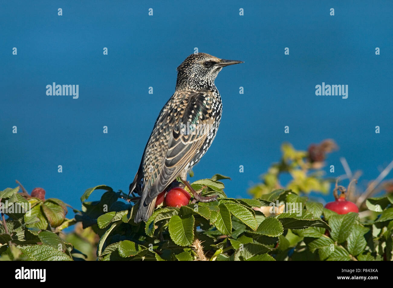 winter plumaged Common Starling; winterkleed Spreeuw Stock Photo - Alamy