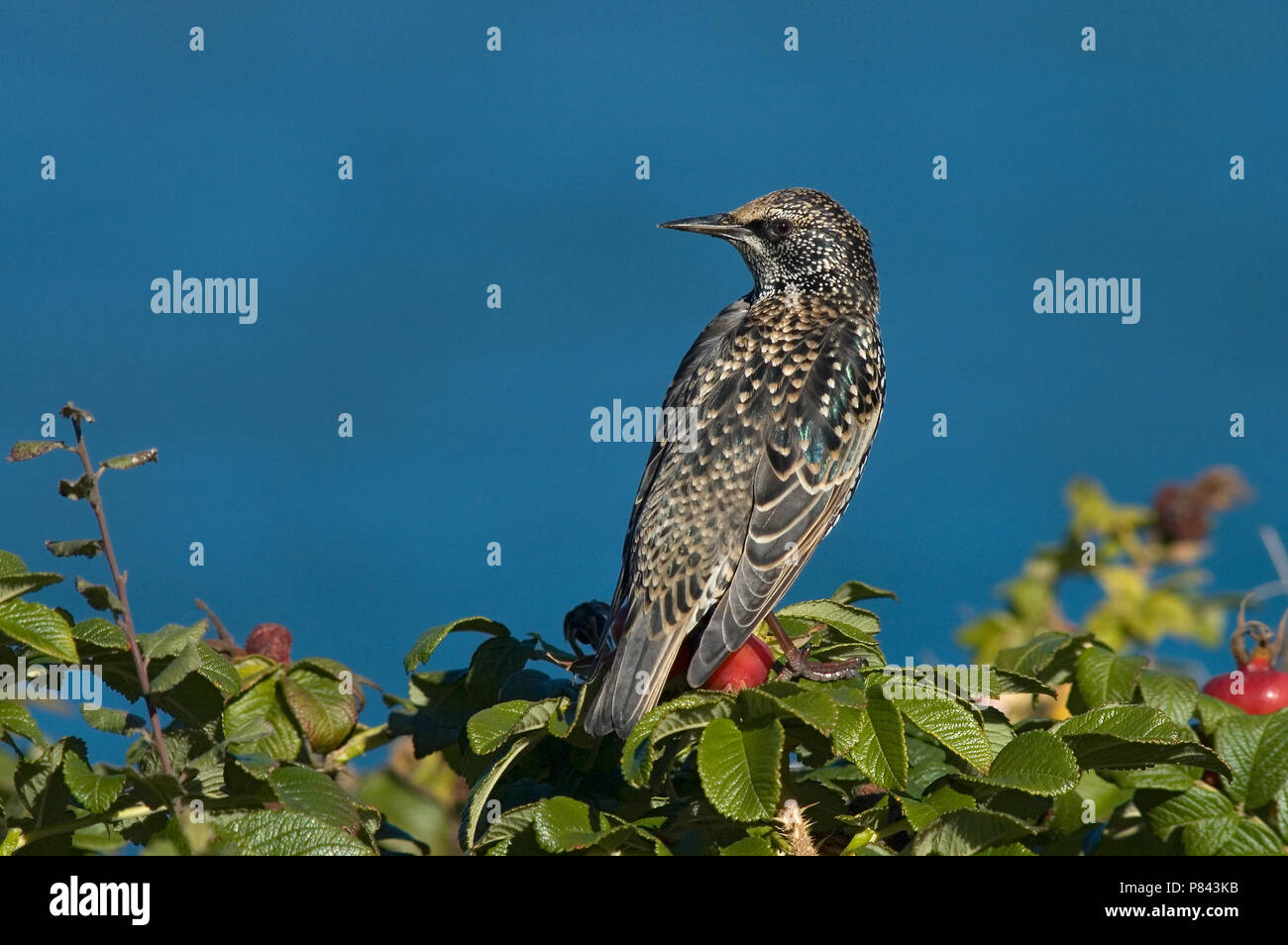 winter plumaged Common Starling; winterkleed Spreeuw Stock Photo - Alamy