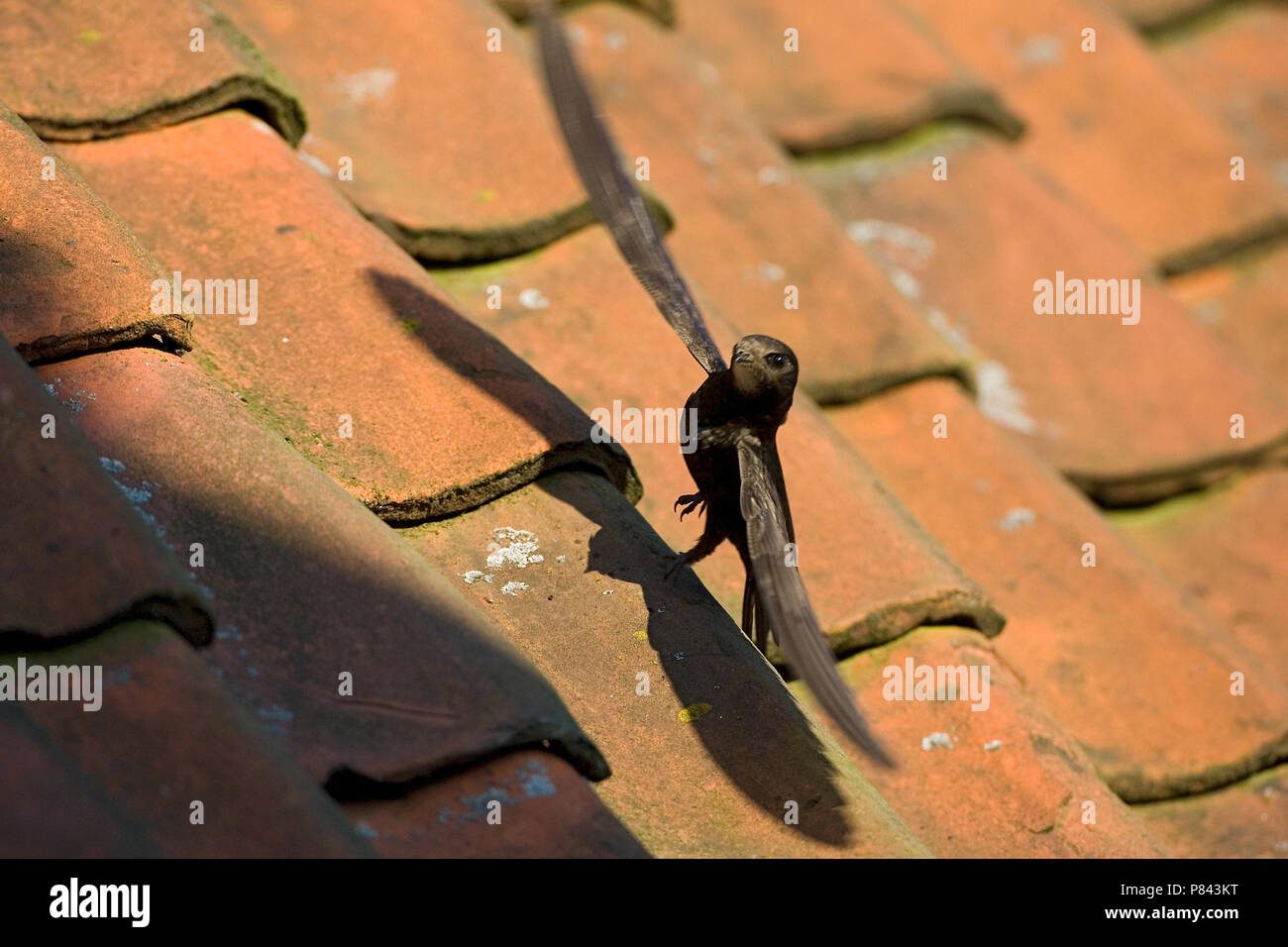 Apus apus common swift nest hi-res stock photography and images - Alamy