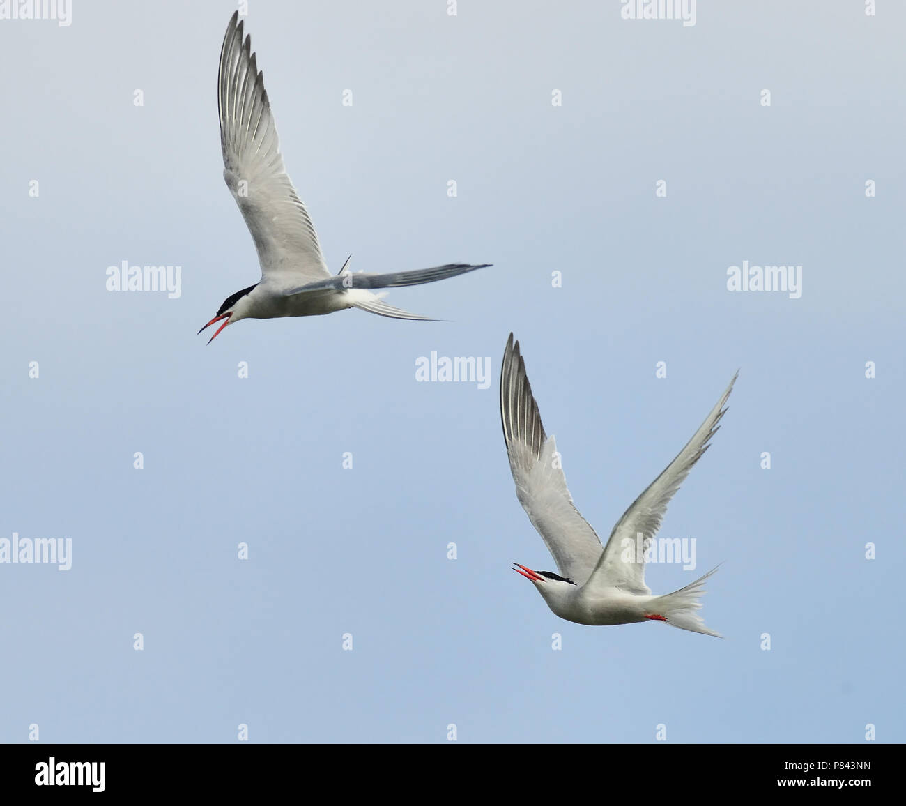 Common Terns in flight, fighting Stock Photo - Alamy