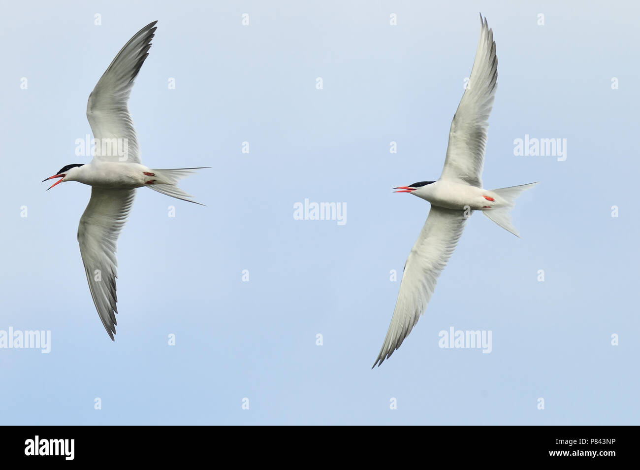 Common Terns in flight, fighting Stock Photo - Alamy