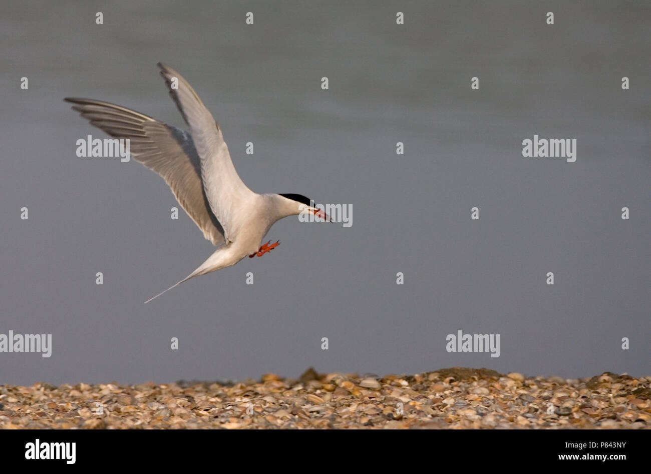 Flying Common Tern; Vliegende Visdief Stock Photo - Alamy