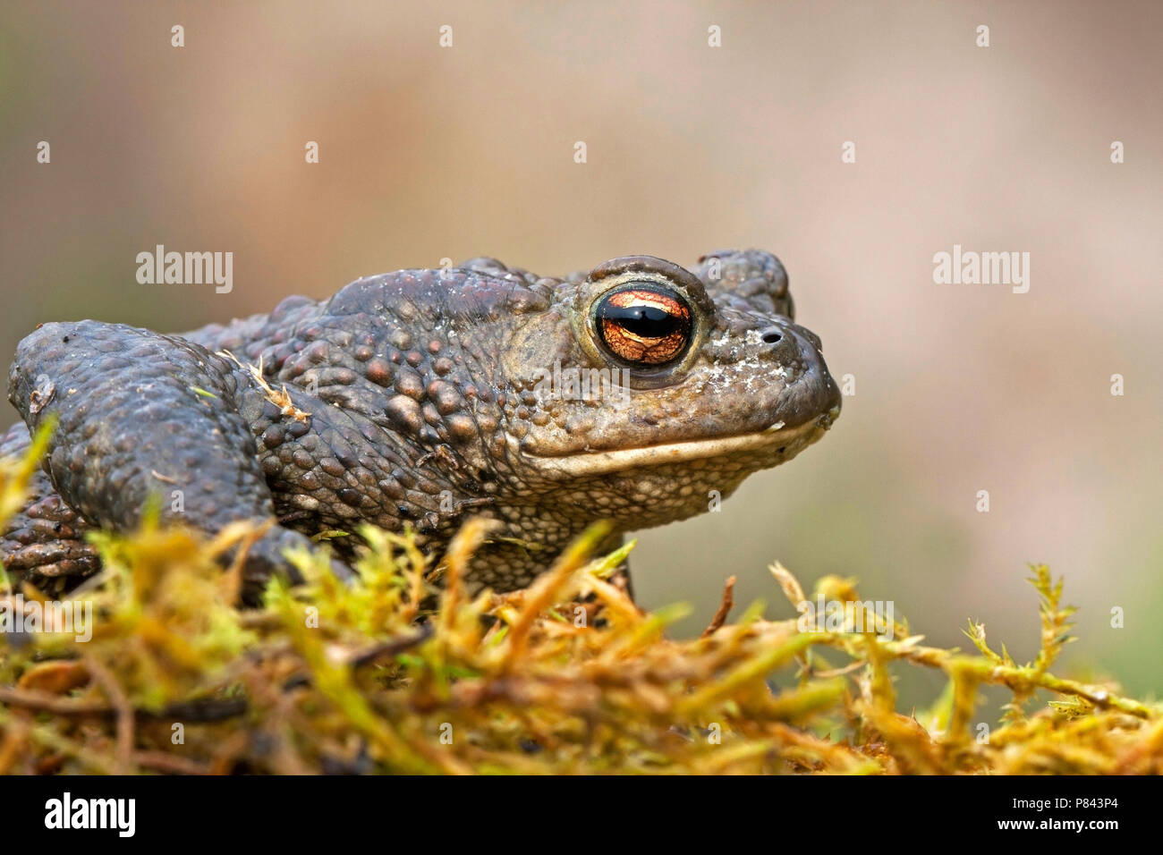 Volwassen Gewone pad; Adult Common Toad Stock Photo - Alamy