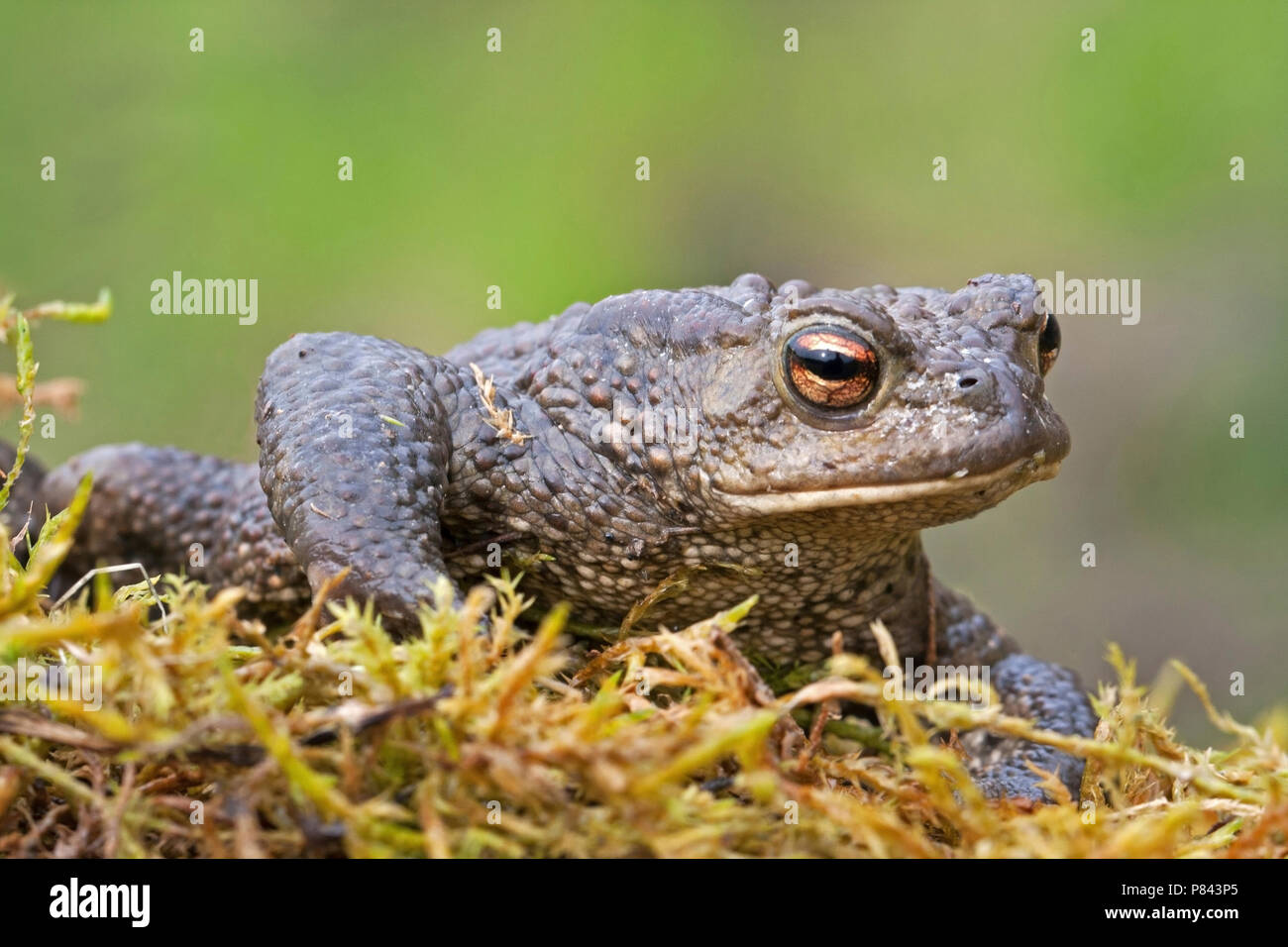 Adult toad hi-res stock photography and images - Alamy