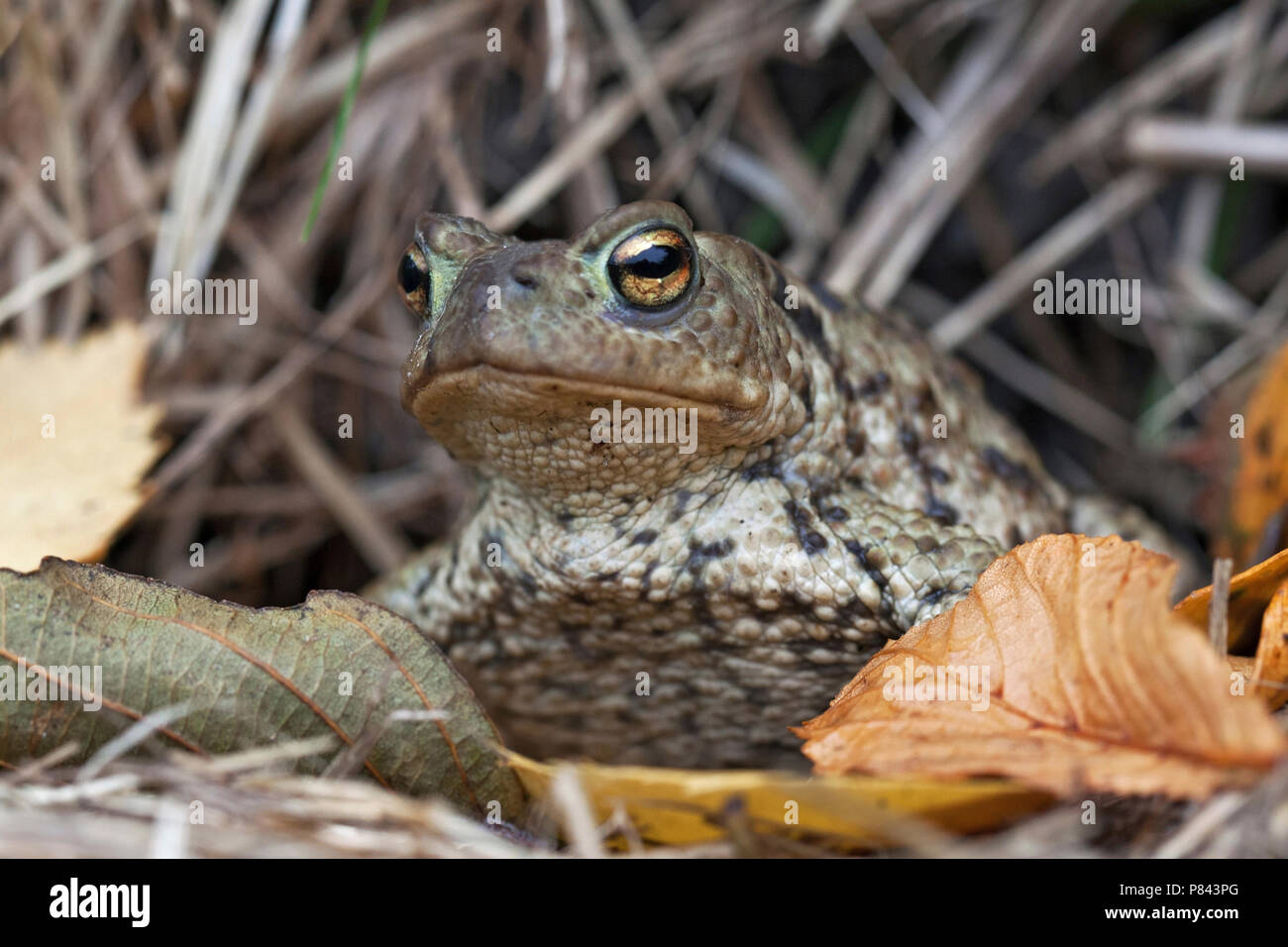 Adult toad hi-res stock photography and images - Alamy