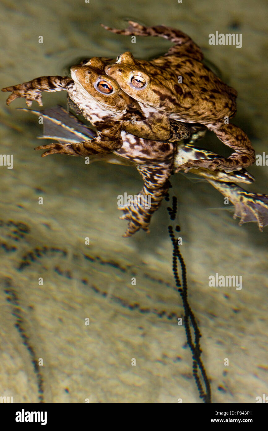 Gewone Pad; Common Toad Stock Photo - Alamy