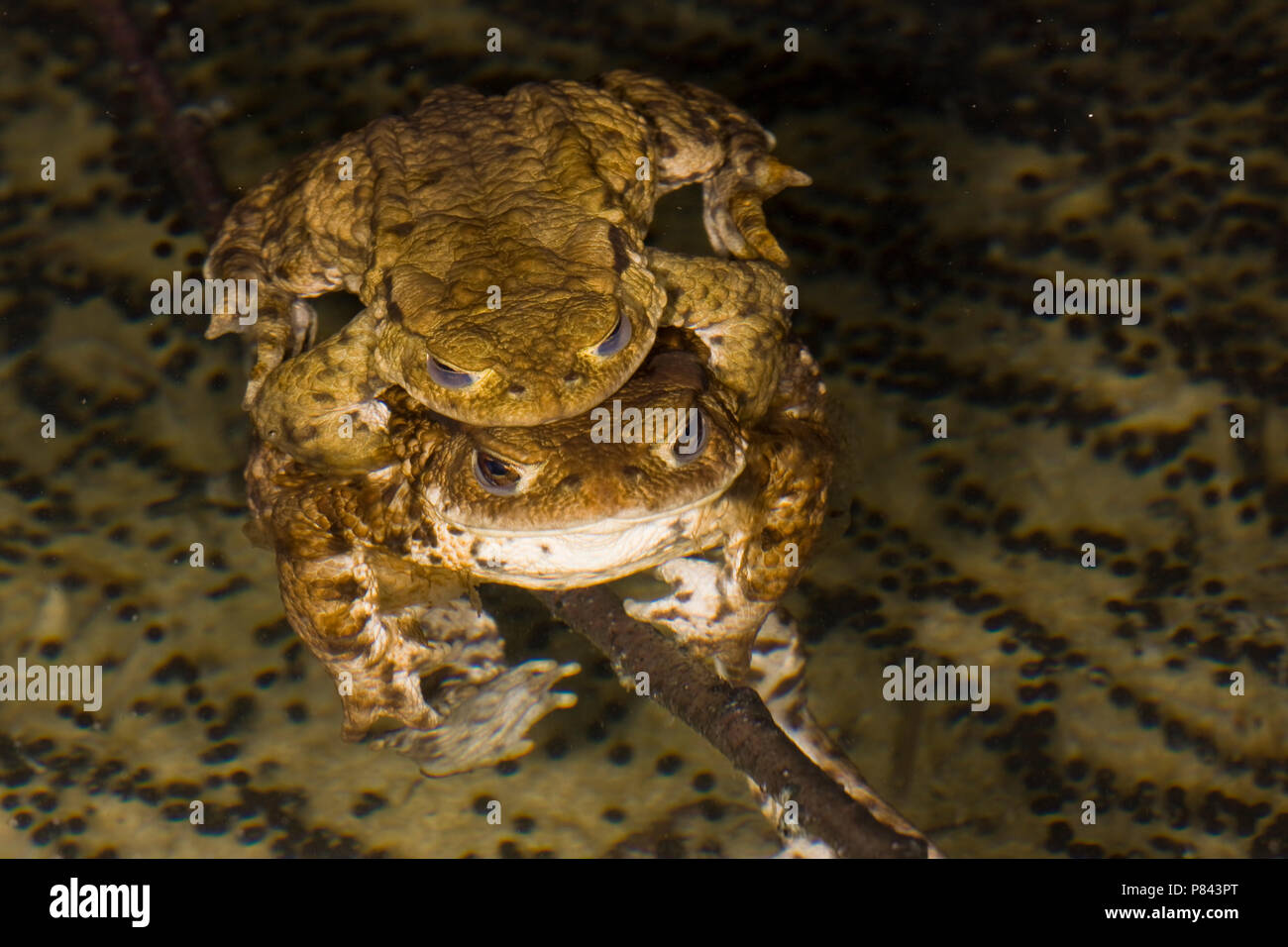 Gewone Pad; Common Toad Stock Photo - Alamy