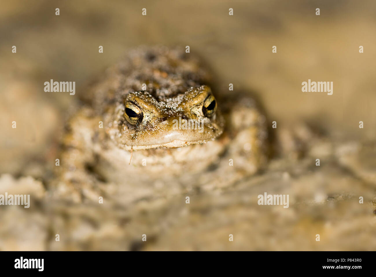 Gewone Pad; Common Toad Stock Photo - Alamy