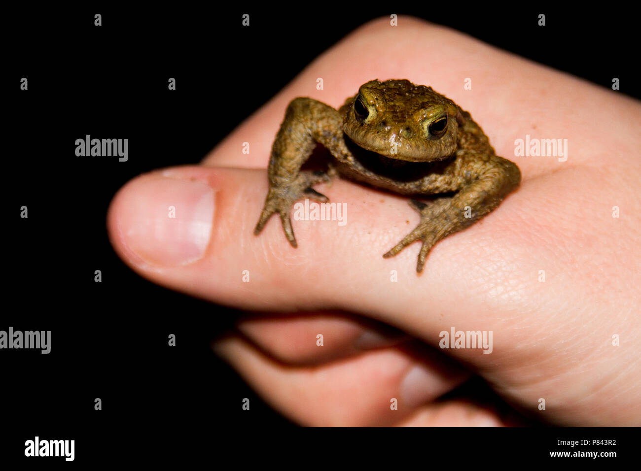 Gewone pad in de hand, Common Toad held in hand Stock Photo - Alamy