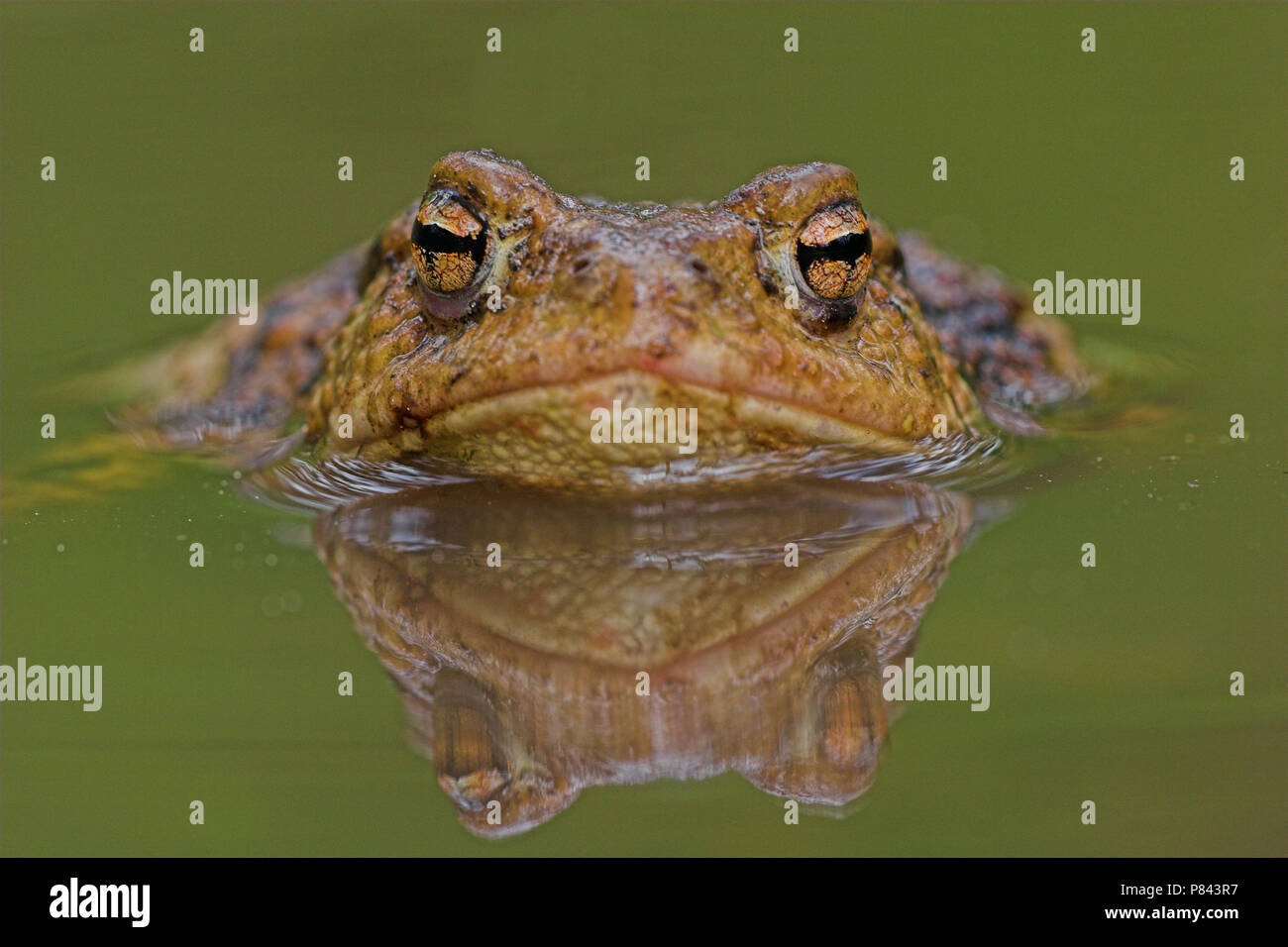 Toad in water hi-res stock photography and images - Alamy