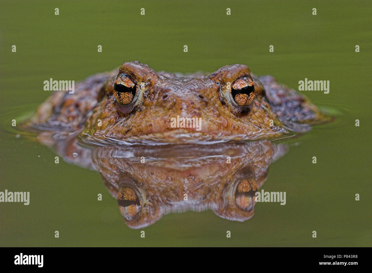 Gewone pad in water, Common Toad in water Stock Photo - Alamy