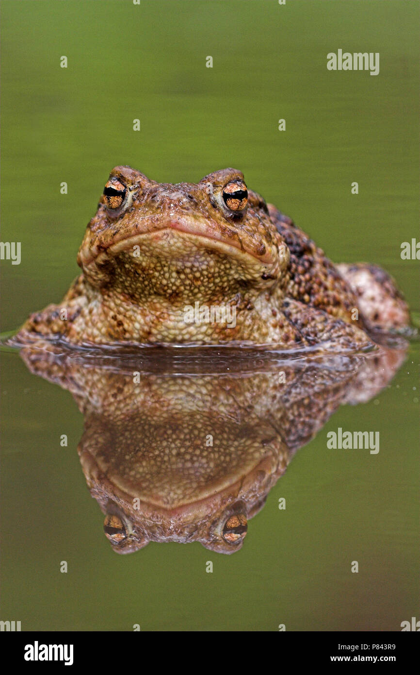 Gewone pad in water, Common Toad in water Stock Photo - Alamy