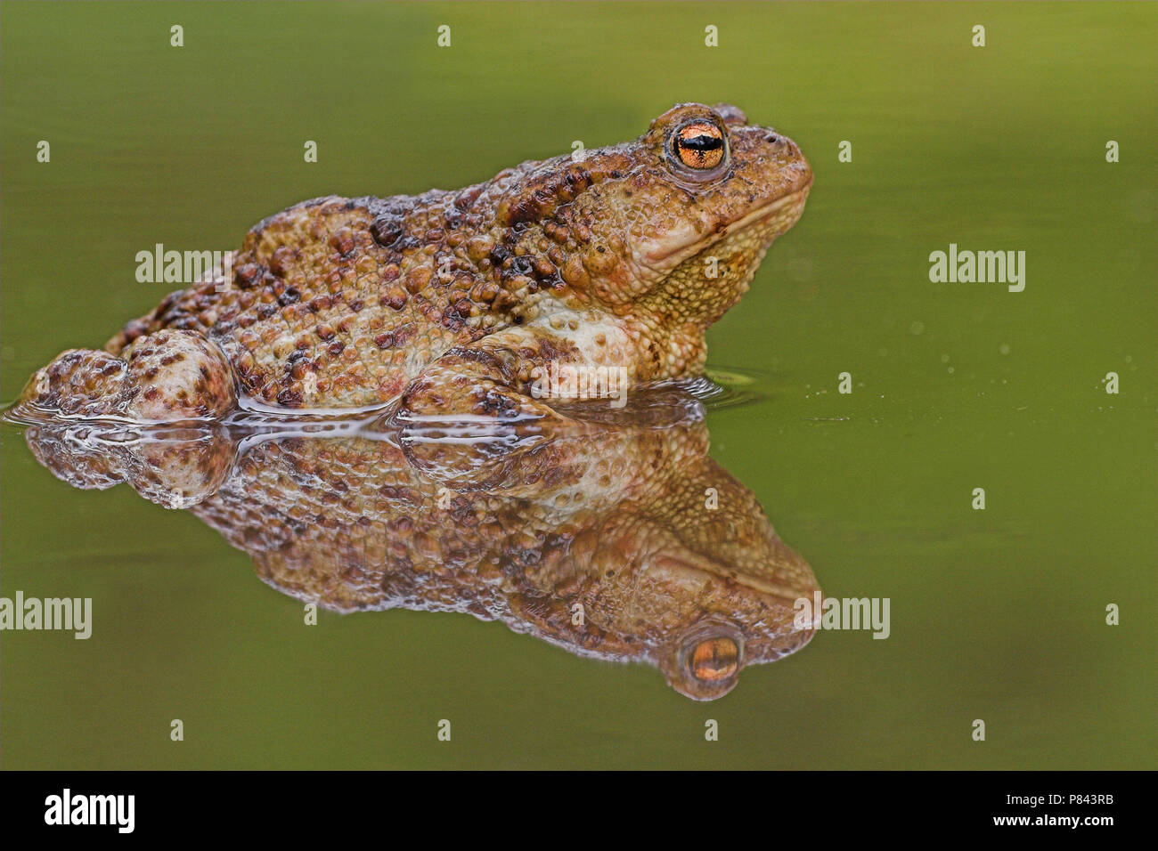 Gewone pad in water, Common Toad in water Stock Photo - Alamy