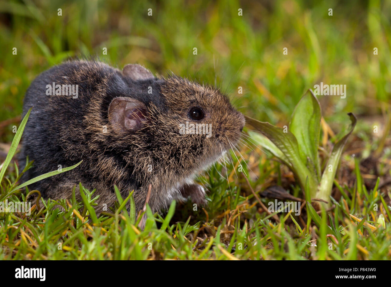Veldmuis etend, Common Vole eating Stock Photo - Alamy