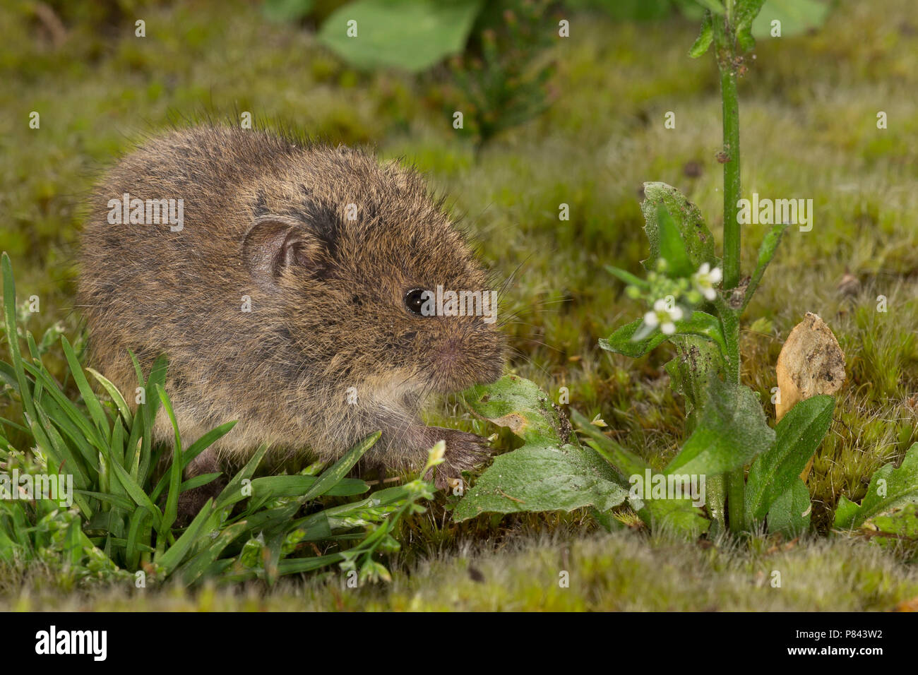 Veldmuis in de vegetatie, Common Vole in the vegetation Stock Photo - Alamy