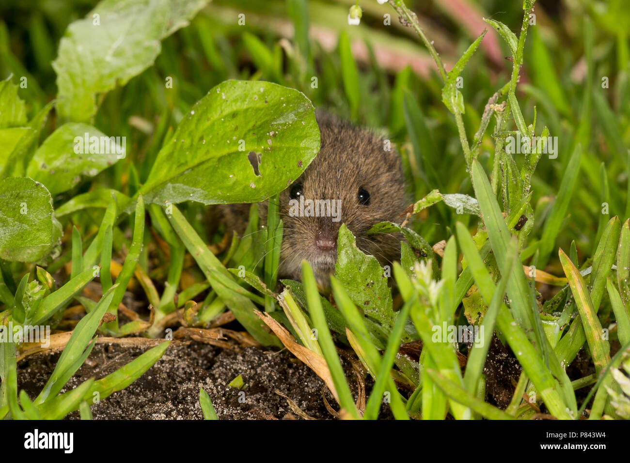 Veldmuis in de vegetatie, Common Vole in the vegetation Stock Photo - Alamy