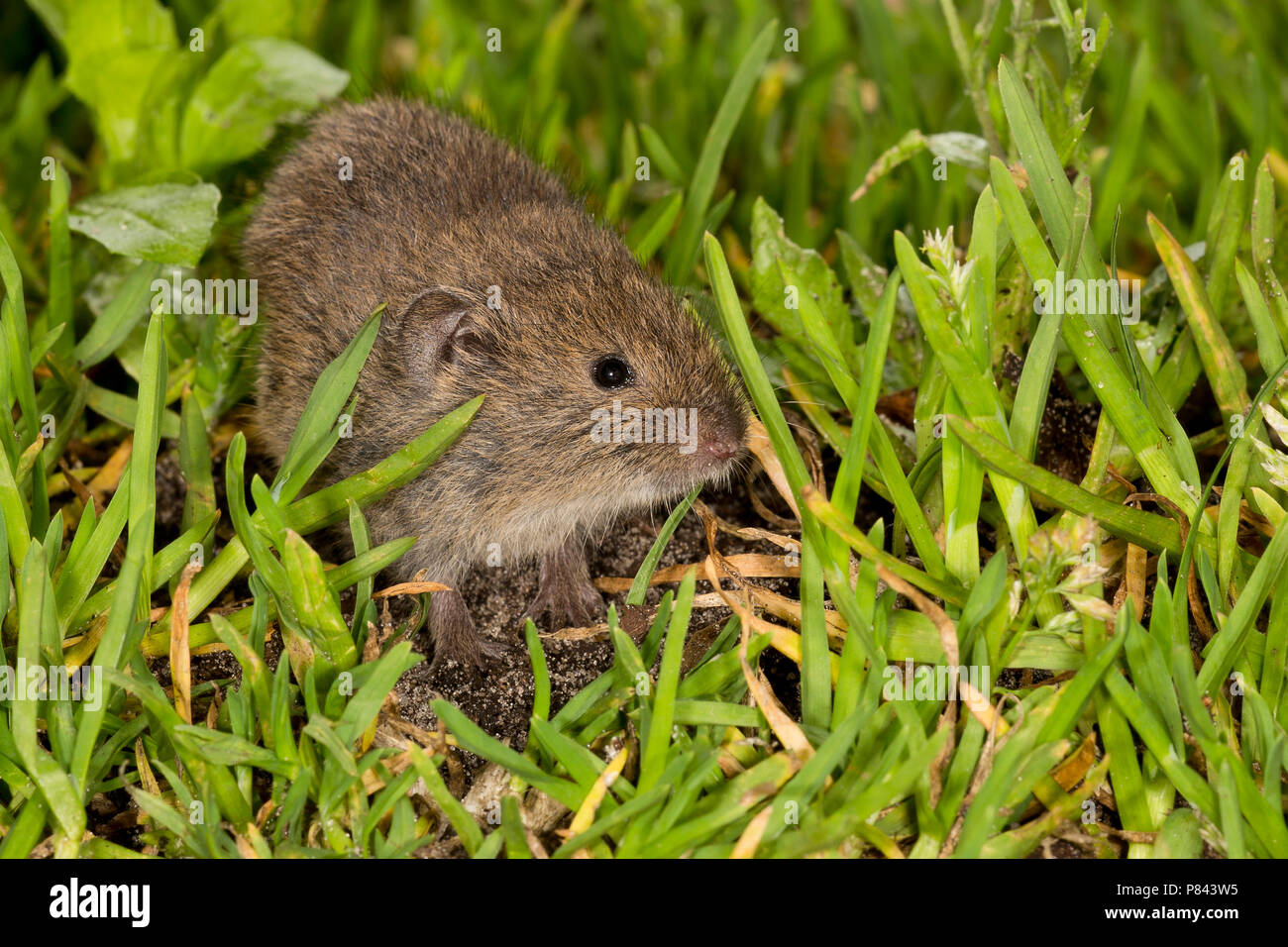 Veldmuis in de vegetatie, Common Vole in the vegetation Stock Photo - Alamy