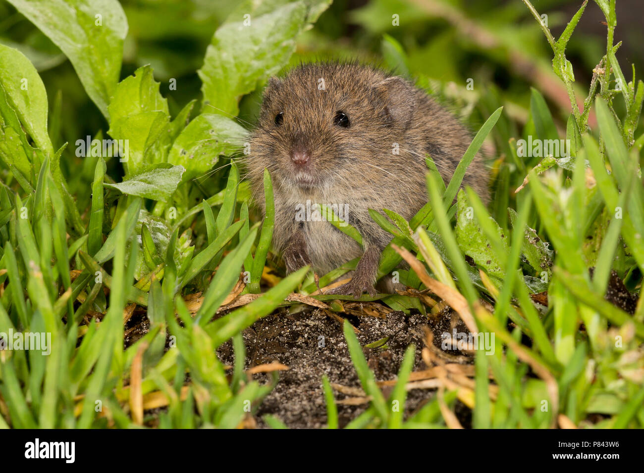Veldmuis in de vegetatie, Common Vole in the vegetation Stock Photo - Alamy